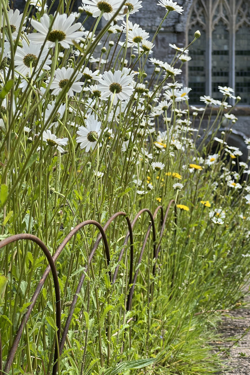 Edging Hoops - border edging & plant support – Plant Belles